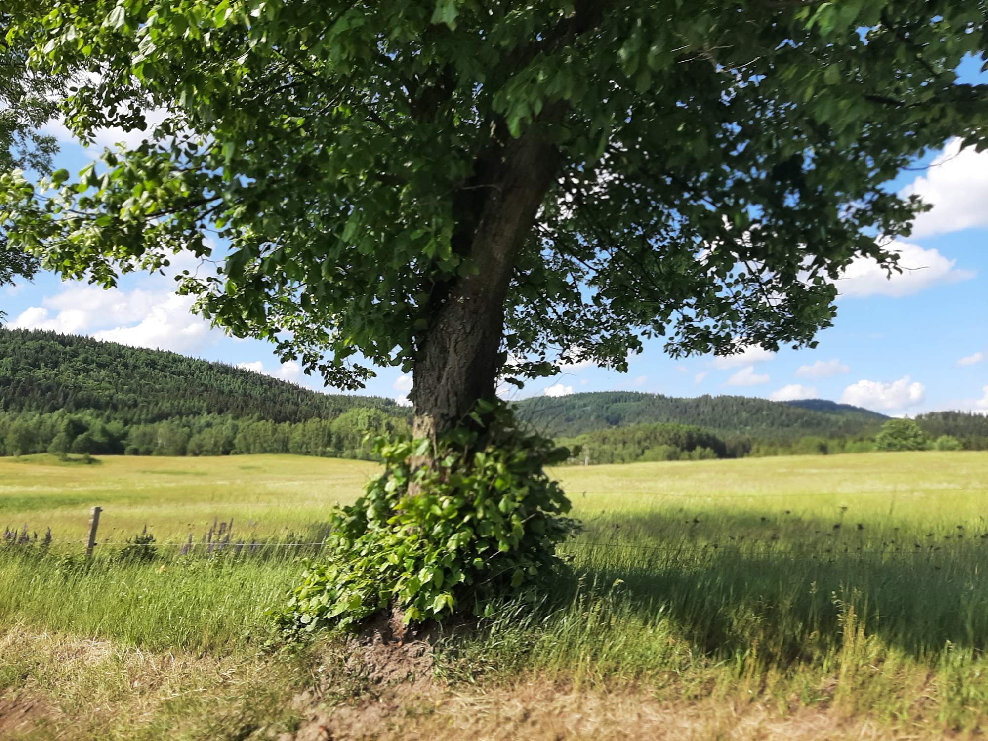 Solve nature jigsaw puzzle online with 252 pieces