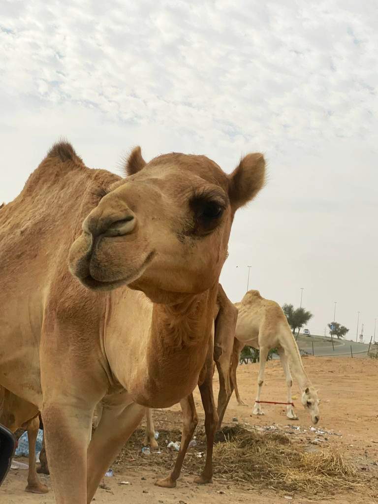 Solve Velbloud. jigsaw puzzle online with 30 pieces