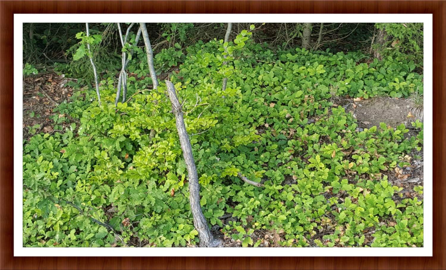 Solve Samovýsadba dubů v lese / Self-planting of oak trees in the ...