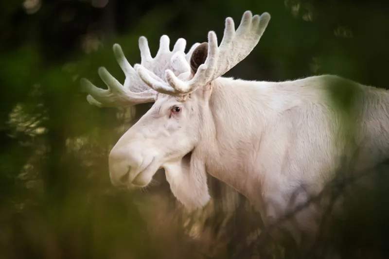 Solve A Rare Albino Moose Crosses the Road - Gunnarskog, Varmland ...