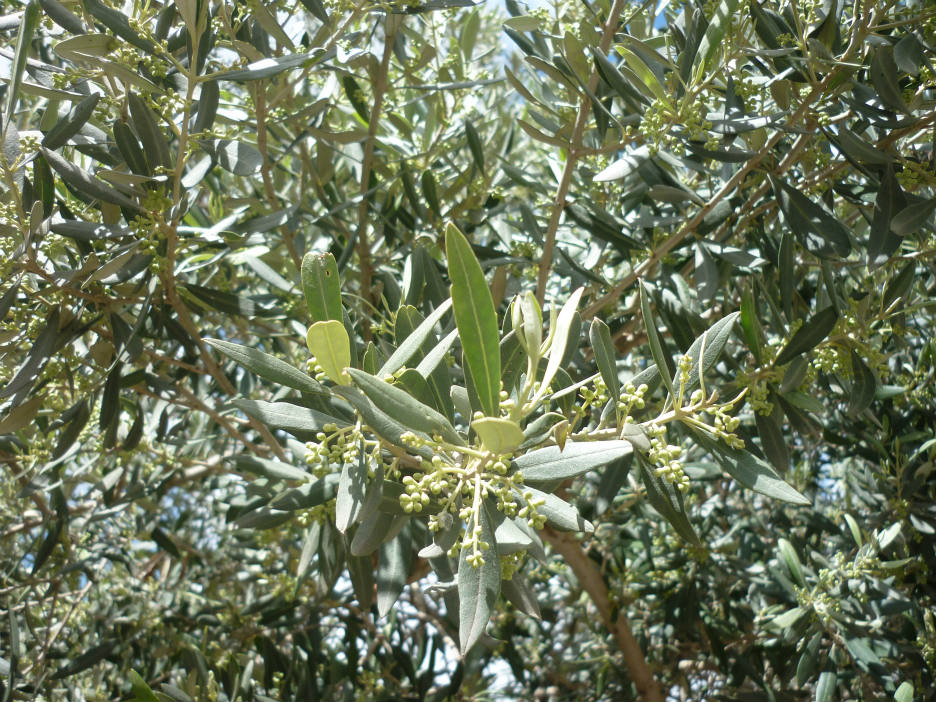 Solve olive tree forming fruit (small) jigsaw puzzle online with 20 pieces