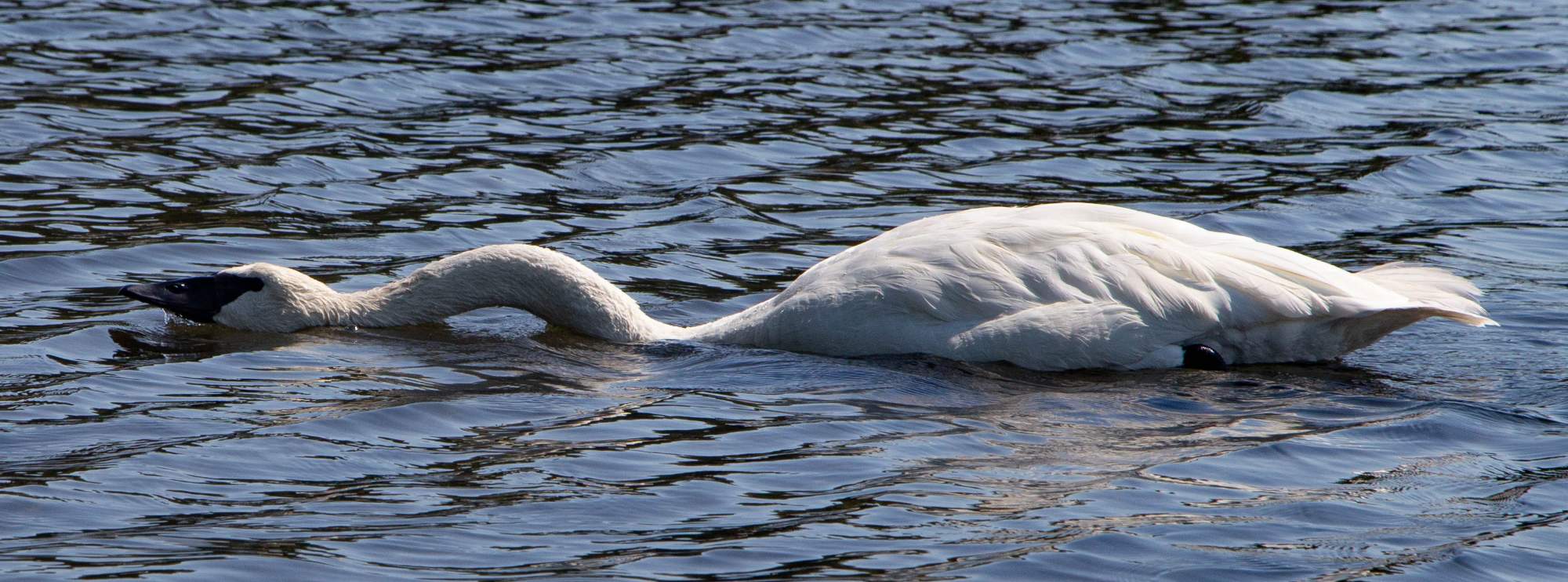 Solve The Loch Ness Monster? No, just a Trumpeter Swan keeping a low ...