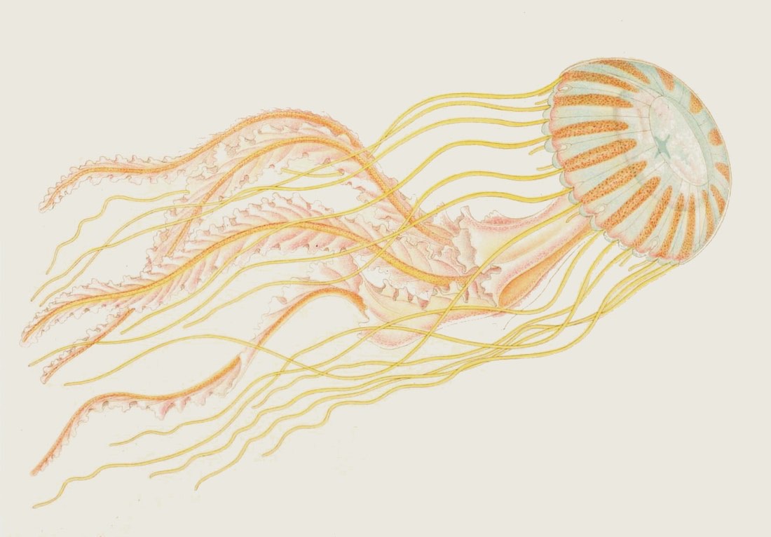 Solve Illustration of a Jellyfish from Mayer’s Medusae of the World ...