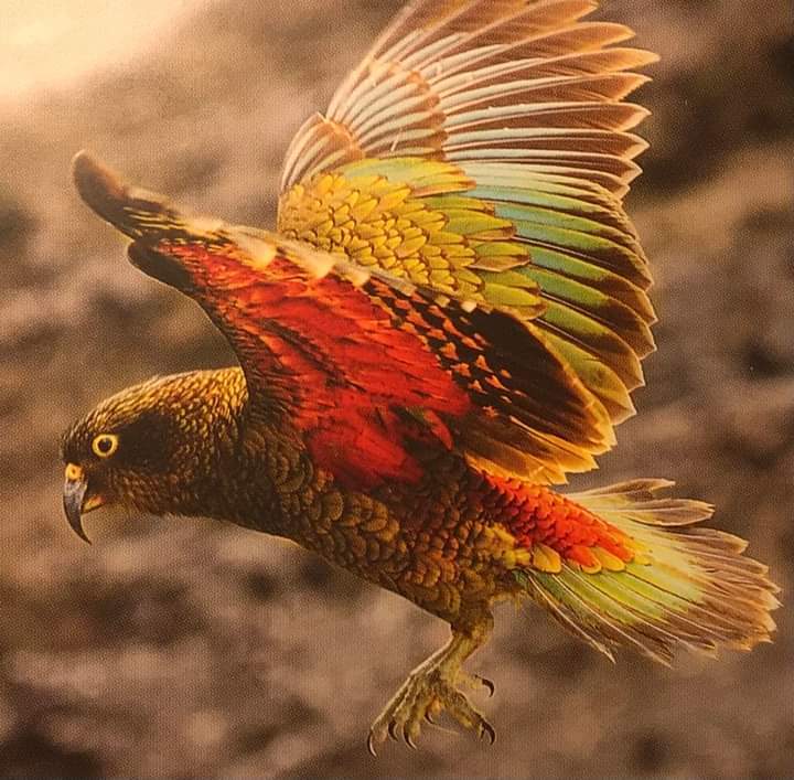 Solve Kea in flight jigsaw puzzle online with 9 pieces