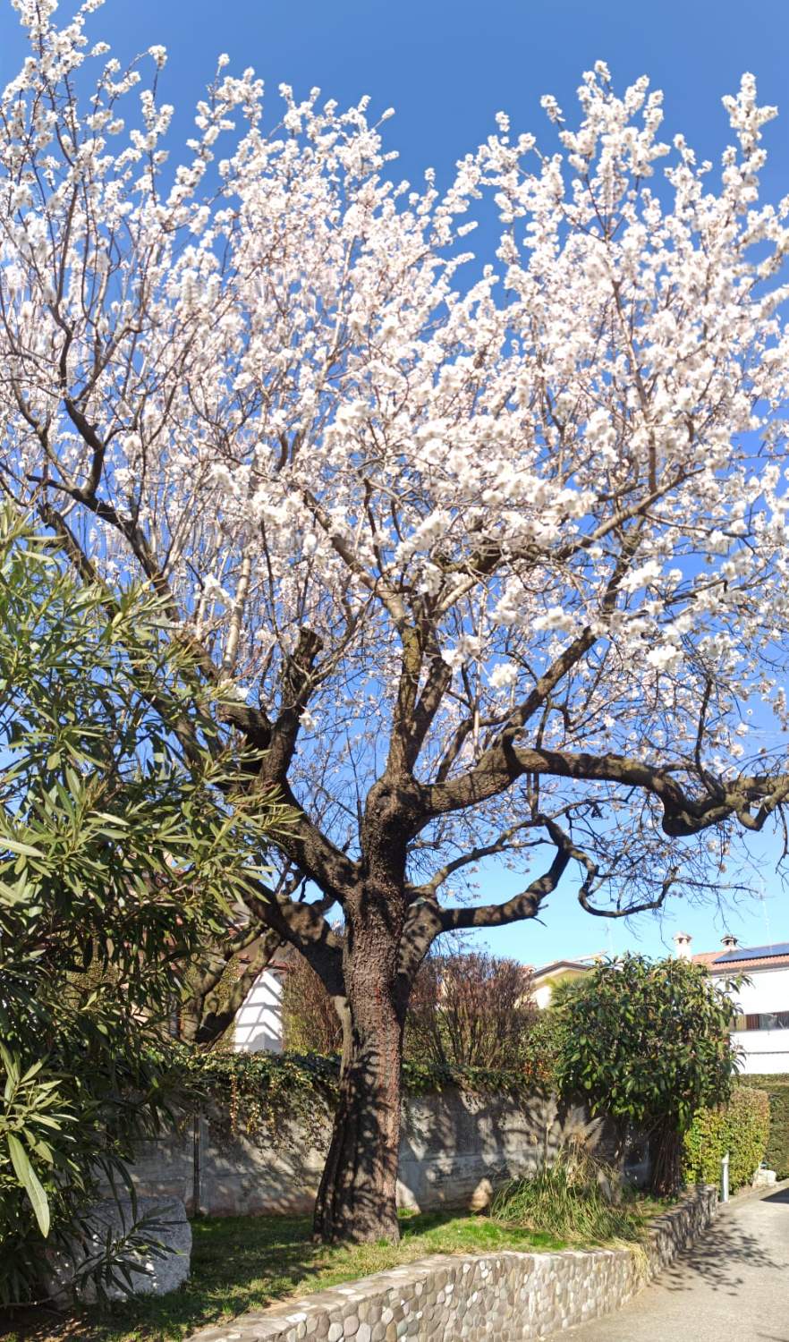 Solve Primavera? jigsaw puzzle online with 252 pieces