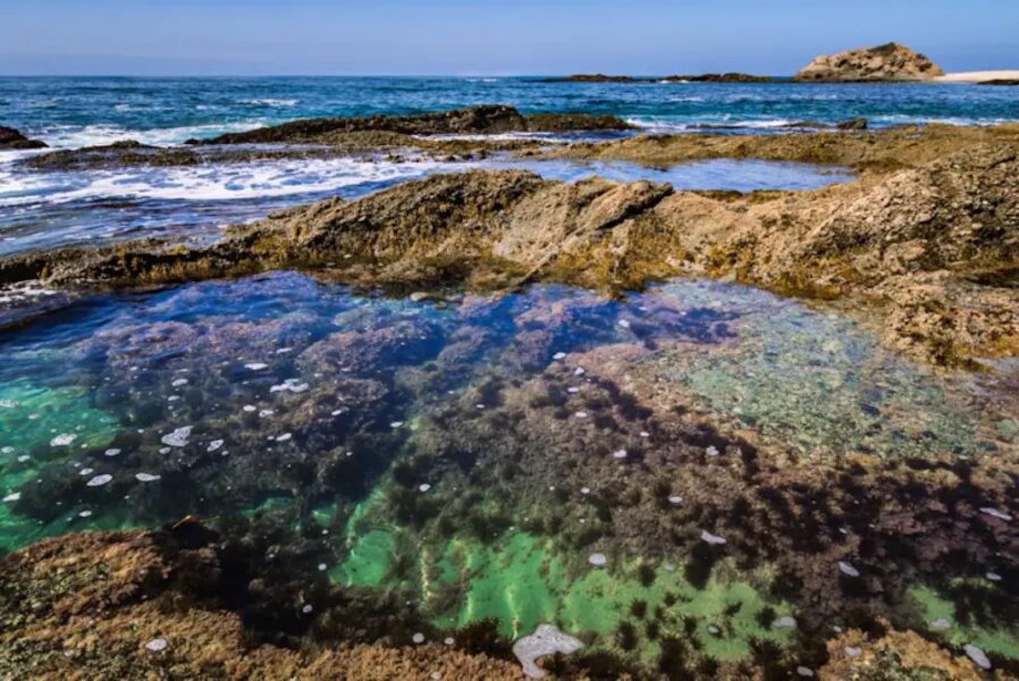 Solve Tidepool jigsaw puzzle online with 600 pieces