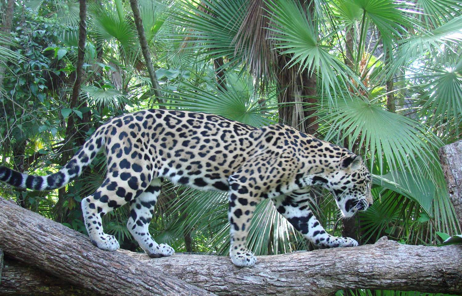 Solve Jaguar - Belize, Central America jigsaw puzzle online with 96 pieces