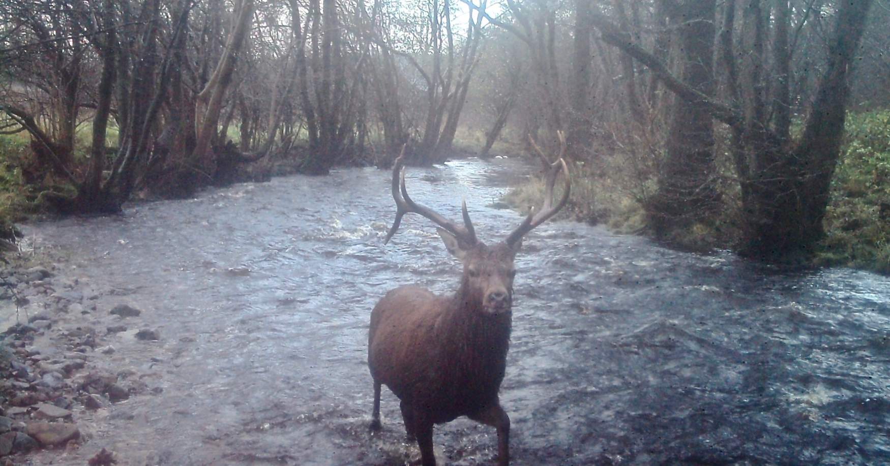 Solve Stag jigsaw puzzle online with 98 pieces