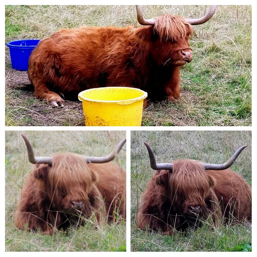 Solve Highland Cattle jigsaw puzzle online with 36 pieces