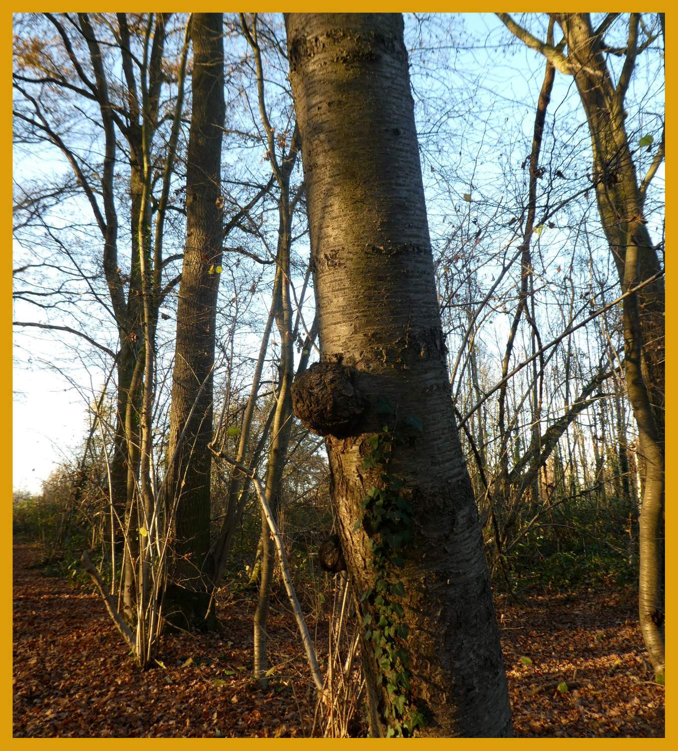 Solve Herkenrode bos wandeling. jigsaw puzzle online with 360 pieces