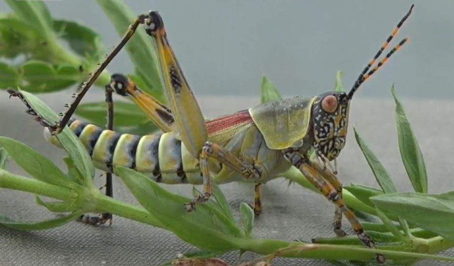 Solve Elegant Grasshopper jigsaw puzzle online with 112 pieces