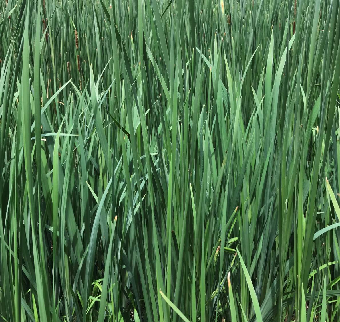 Solve Cattails at Tower Grove Park (medium) jigsaw puzzle online with ...