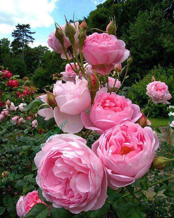 Solve Růže jigsaw puzzle online with 42 pieces