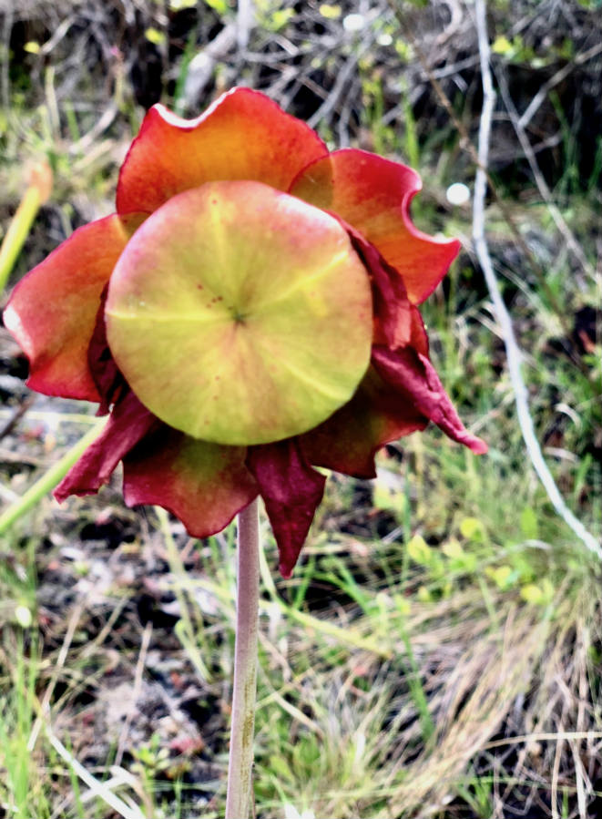 Solve Pitcher Plant Seed Pod jigsaw puzzle online with 63 pieces