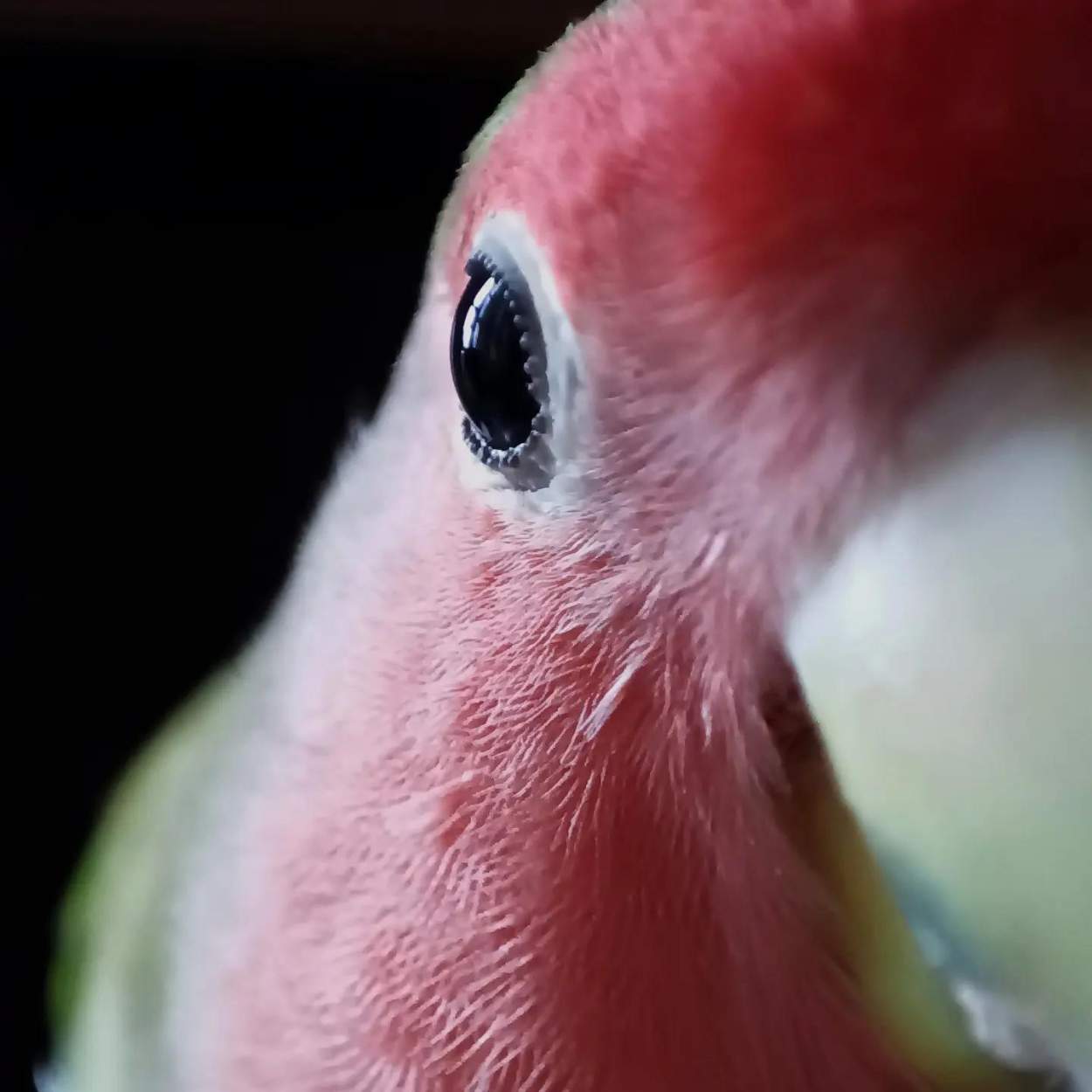 Solve Love bird jigsaw puzzle online with 100 pieces