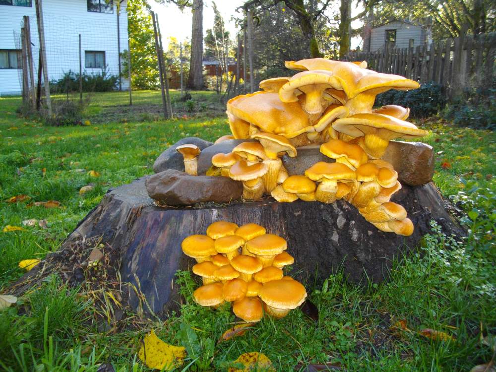 Solve Are these beauties edible? jigsaw puzzle online with 12 pieces