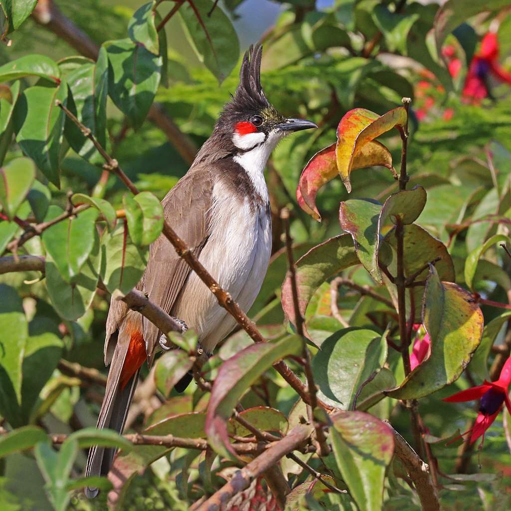 Solve Red-whiskered_bulbul_(Pycnonotus_jocosus_fuscicaudatus) jigsaw ...