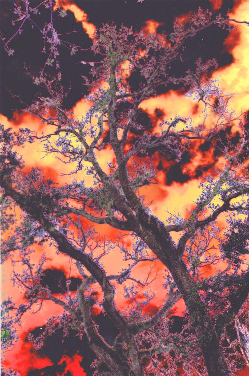 Solve jigidi 210513 dark spring jigsaw puzzle online with 70 pieces