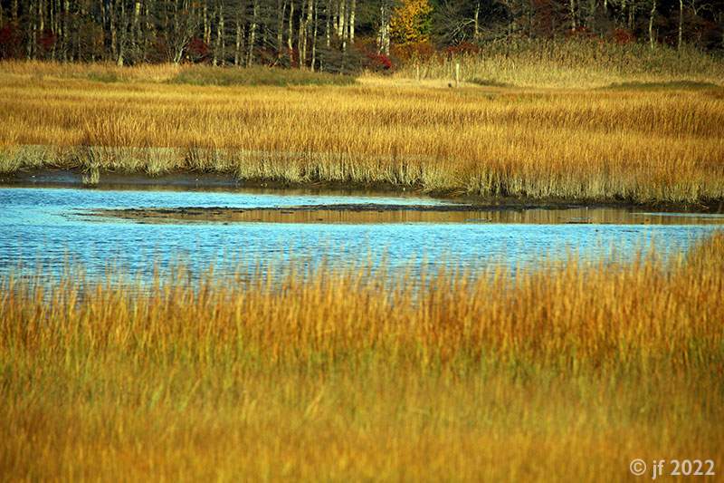 Solve Autumn Wetland jigsaw puzzle online with 35 pieces