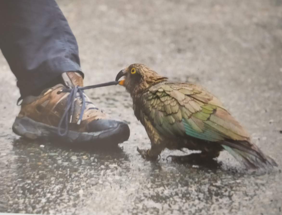 Solve Kea Antics 2 Jigsaw Puzzle Online With 20 Pieces