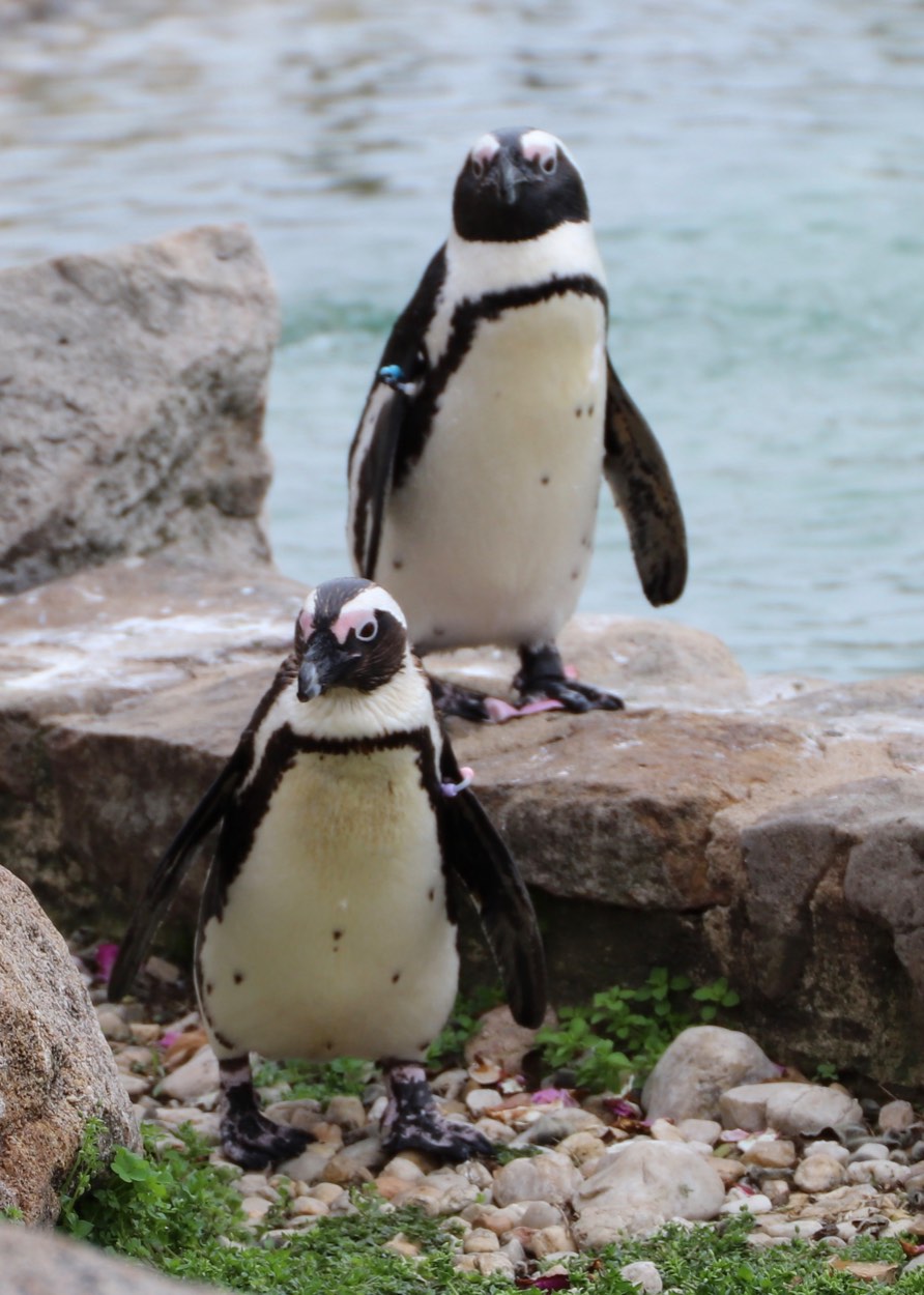 Solve Penguins jigsaw puzzle online with 70 pieces