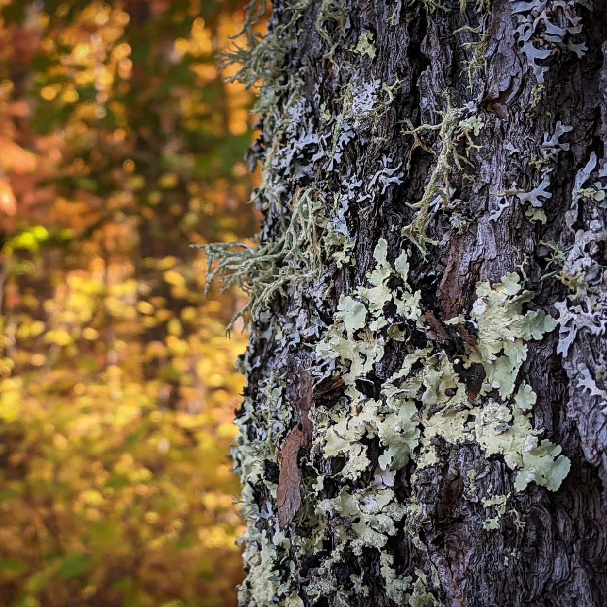 Solve Forest Lichen jigsaw puzzle online with 100 pieces