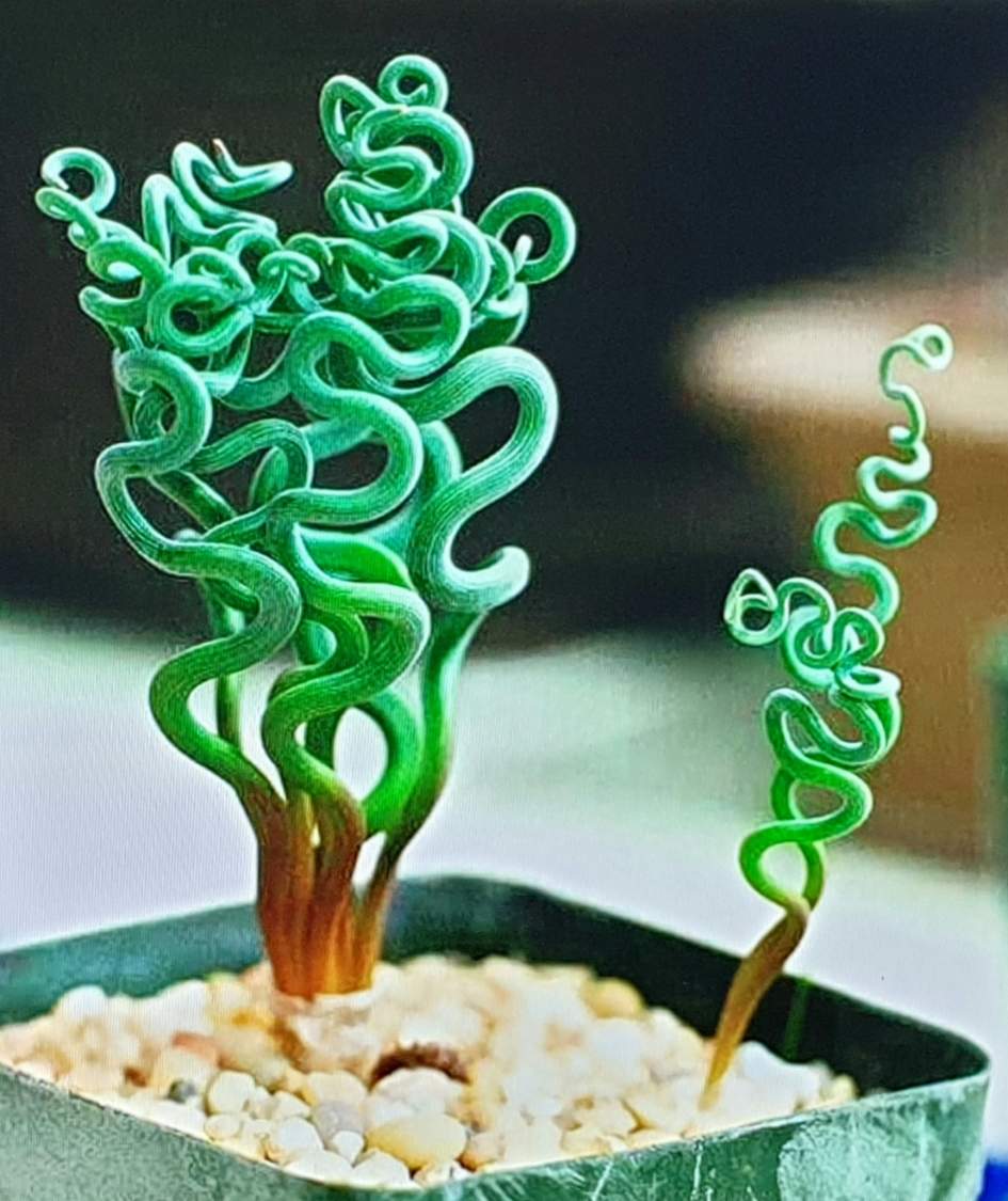 Solve TRACHYANDRA TORTILIS SUCCULENT jigsaw puzzle online with 30 pieces