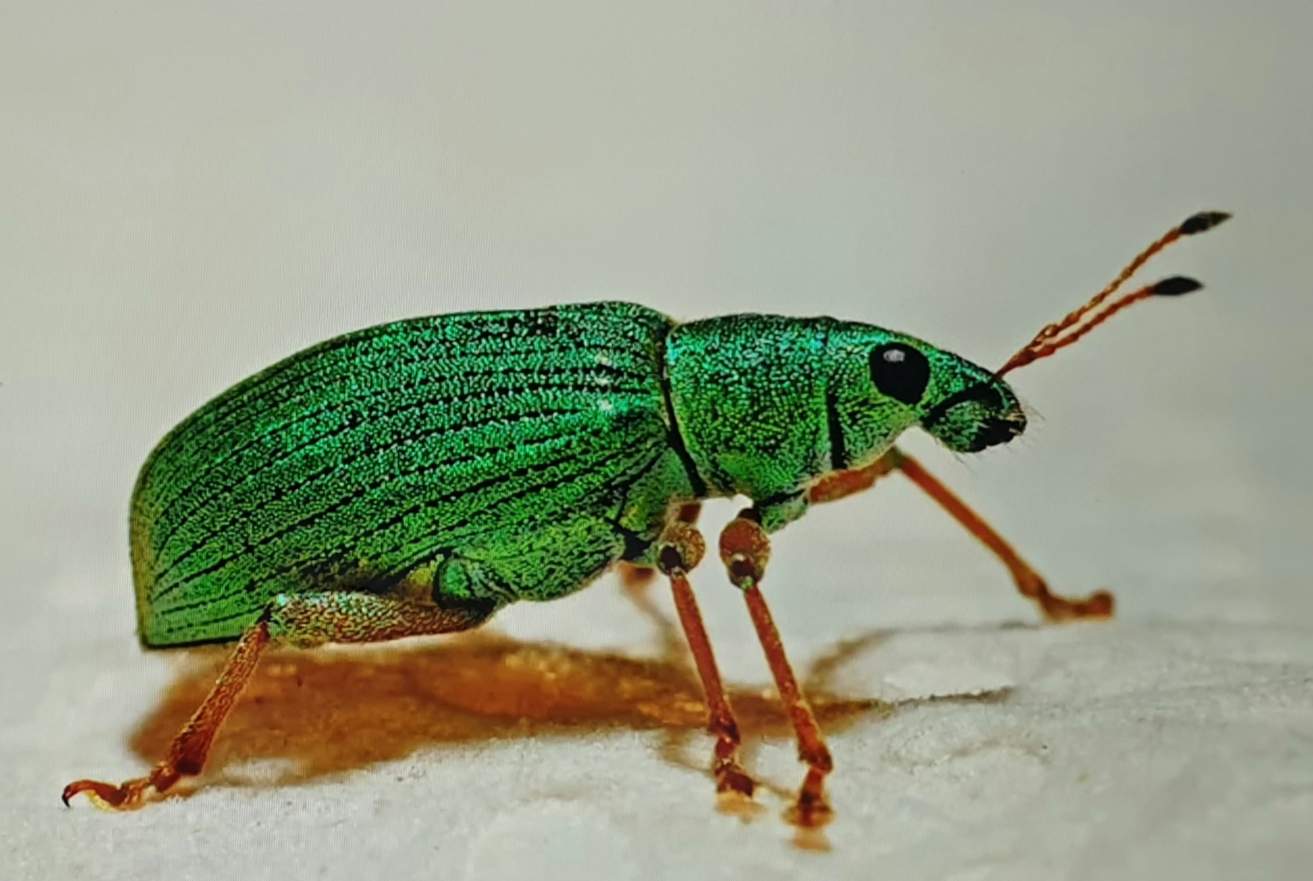Jigsaw Puzzle | EMERALD GREEN IMMIGRANT LEAF WEEVIL | 24 pieces | Jigidi