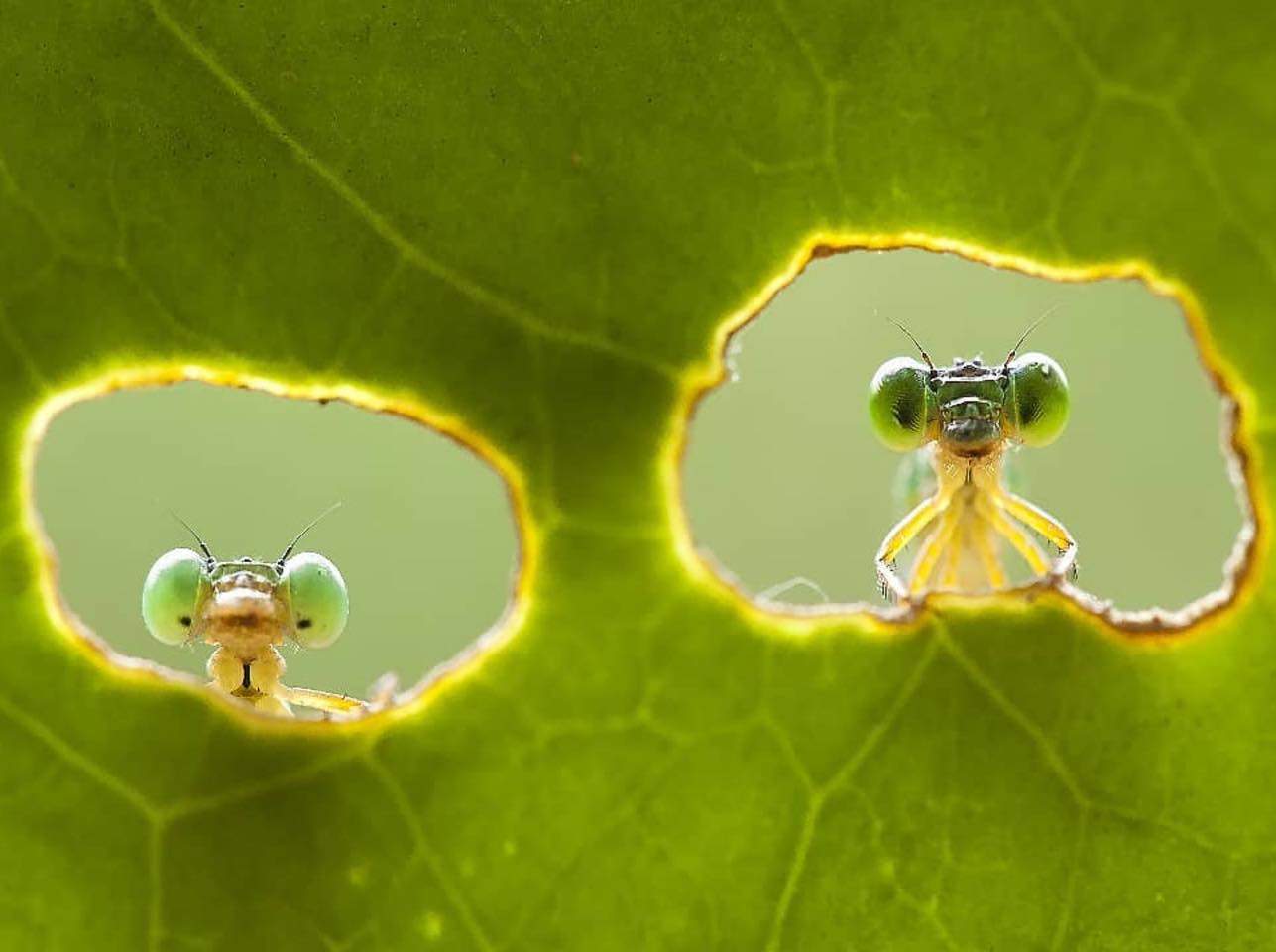 Solve These insects look like little Aliens. jigsaw puzzle online with ...
