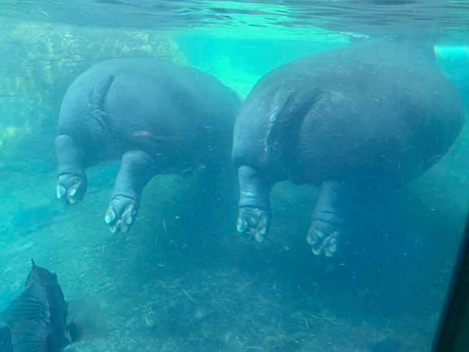 Solve Hippo Toes... jigsaw puzzle online with 20 pieces