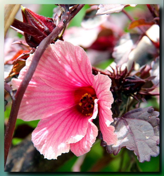 Solve African Rose Mallow Hibiscus jigsaw puzzle online with 9 pieces
