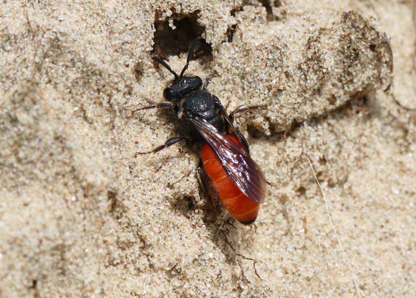 Solve Giant blood bee - Sphecodes albilabris (Grote Bloedbij) jigsaw ...