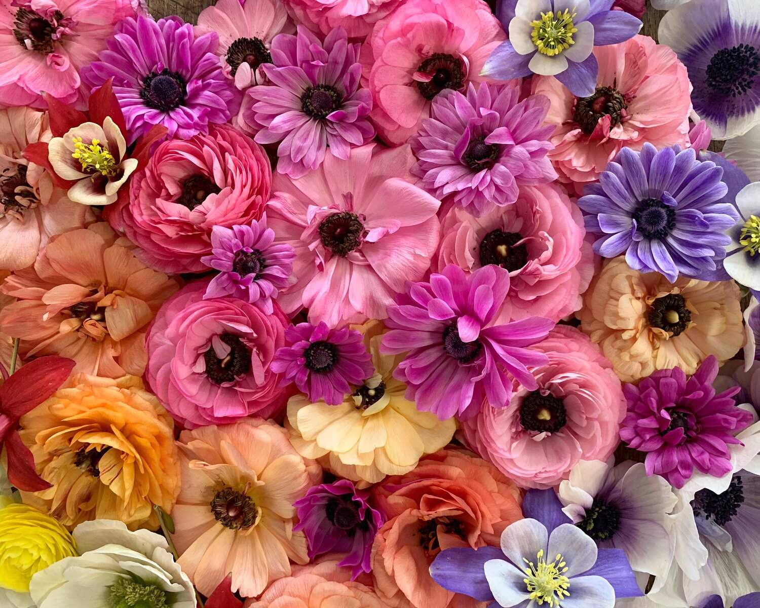 Solve flowers jigsaw puzzle online with 550 pieces