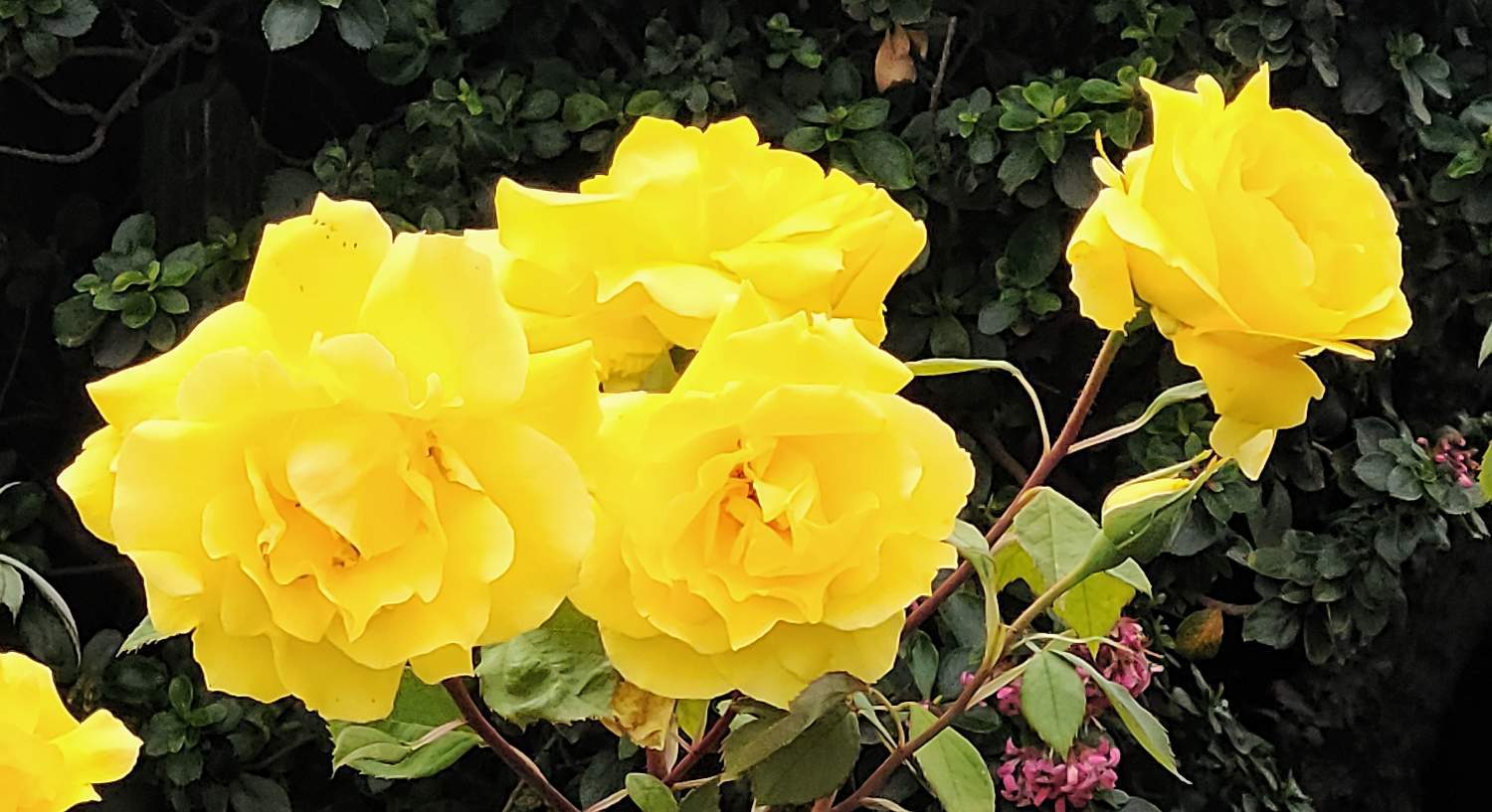 Solve Yellow Cluster jigsaw puzzle online with 72 pieces