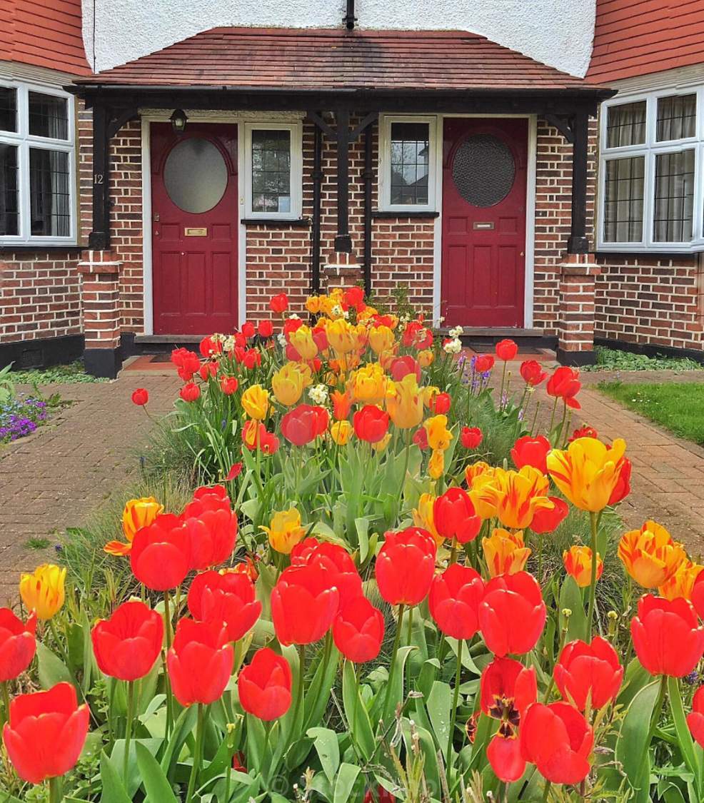 Solve Tulips. jigsaw puzzle online with 72 pieces