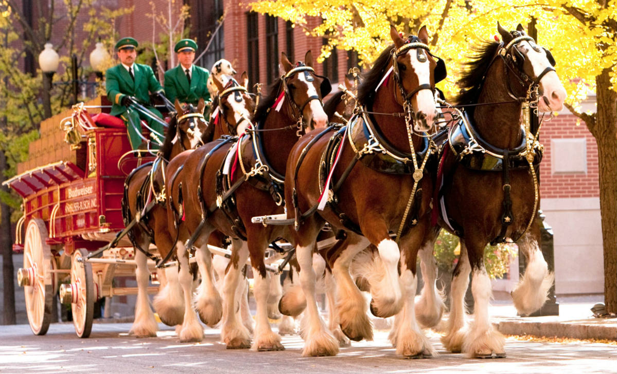 Solve Themes: Horses Budweiser Clydesdales jigsaw puzzle online with 45 ...