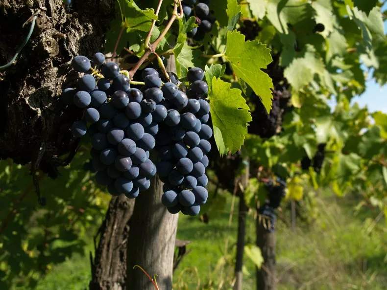 Solve arkansas cynthiana grapes jigsaw puzzle online with 99 pieces