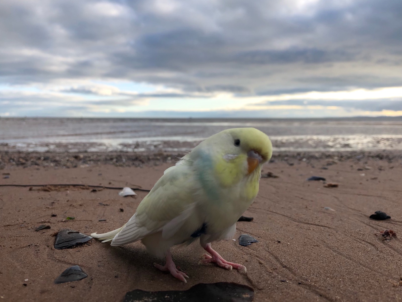 Jigsaw Puzzle | Chaz on the beach! | 391 pieces | Jigidi