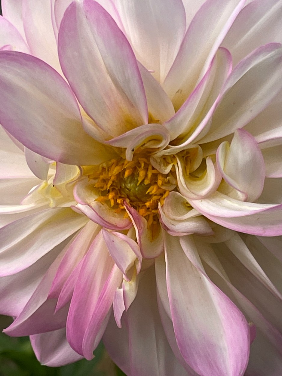Solve Dahlia jigsaw puzzle online with 70 pieces
