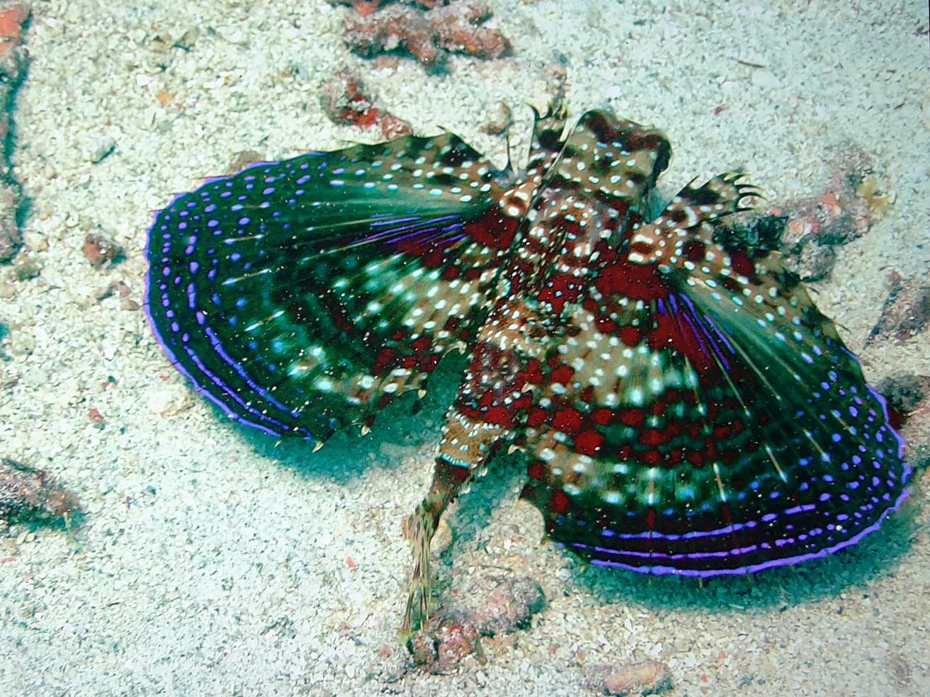Solve FLYING GURNARD FISH jigsaw puzzle online with 30 pieces