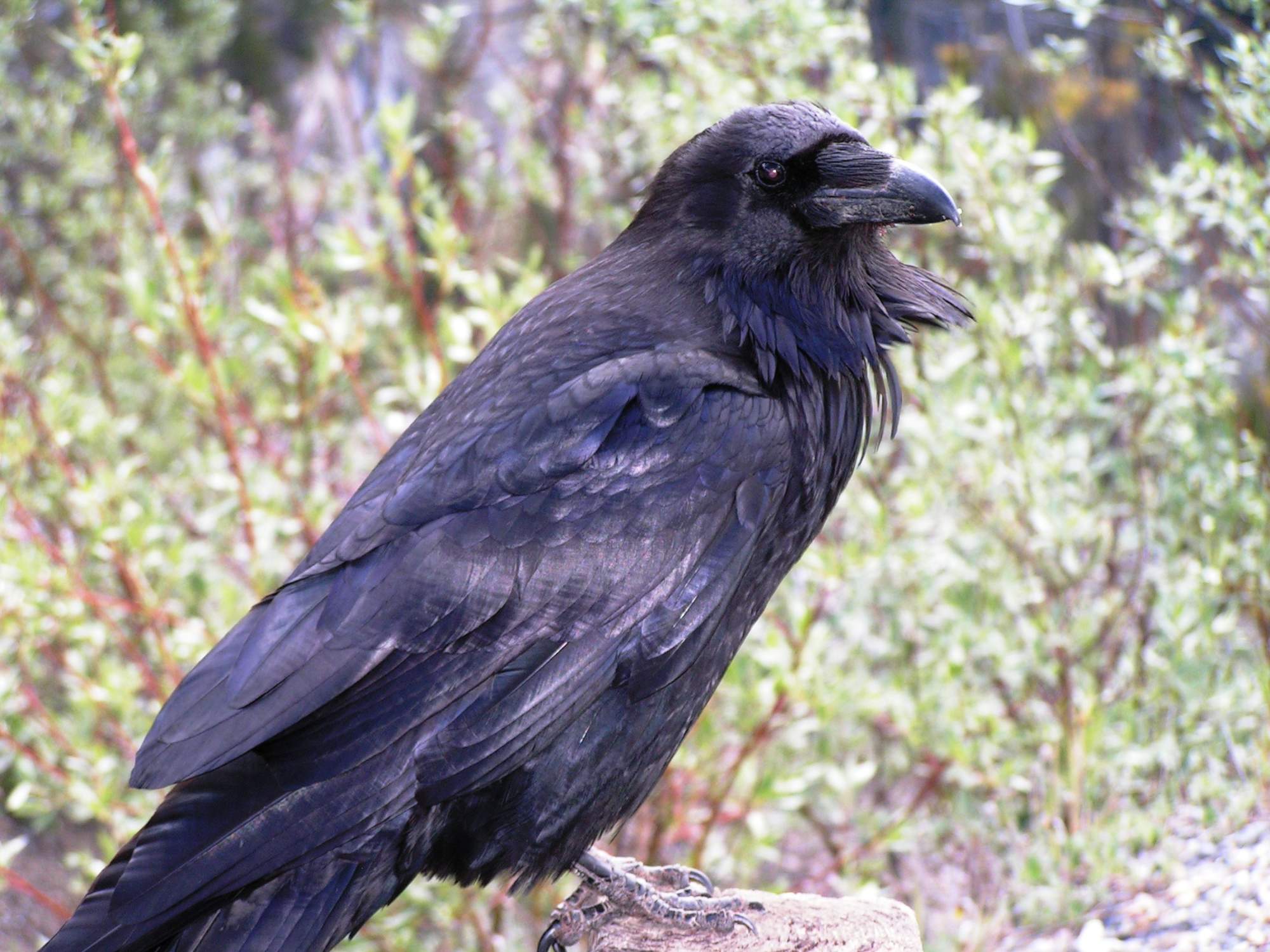 Solve Raven jigsaw puzzle online with 221 pieces