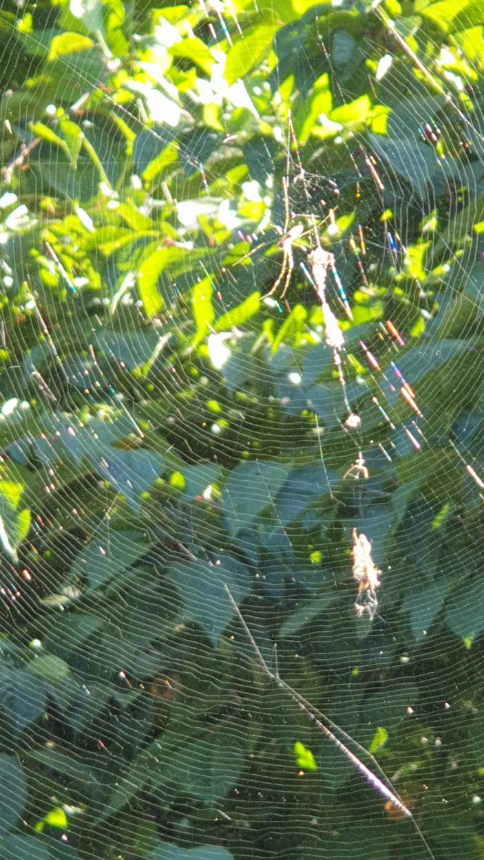 Solve spider jigsaw puzzle online with 60 pieces