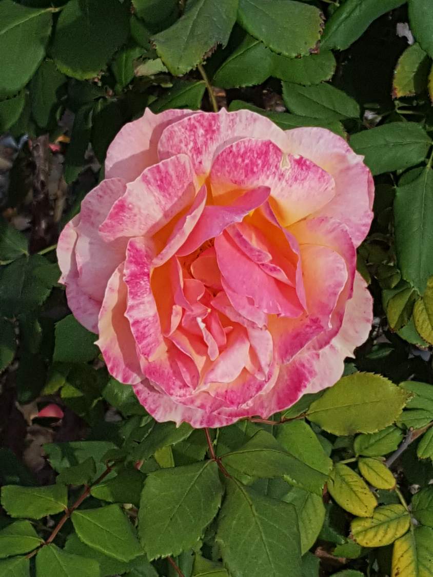 Solve Mottled Rose jigsaw puzzle online with 30 pieces