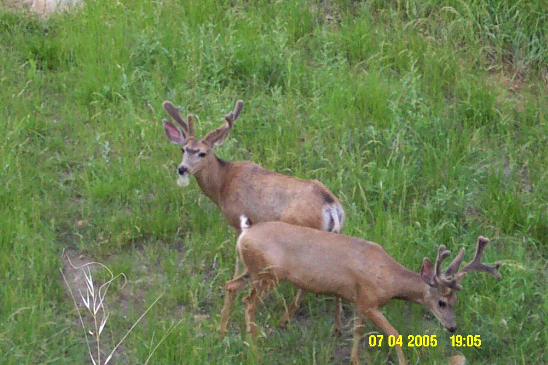 Solve Two Deer jigsaw puzzle online with 150 pieces