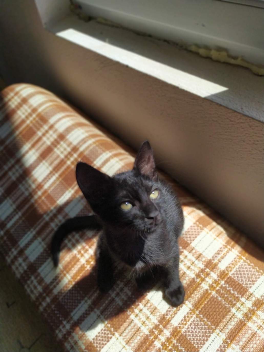 Solve Mono jigsaw puzzle online with 99 pieces