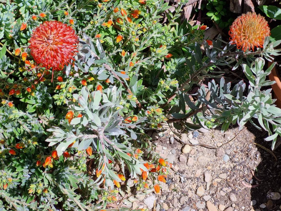 Solve Protea jigsaw puzzle online with 20 pieces
