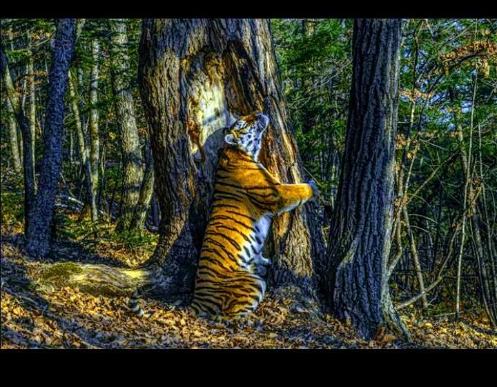 Solve Siberian Tiger Hugging Tree jigsaw puzzle online with 108 pieces