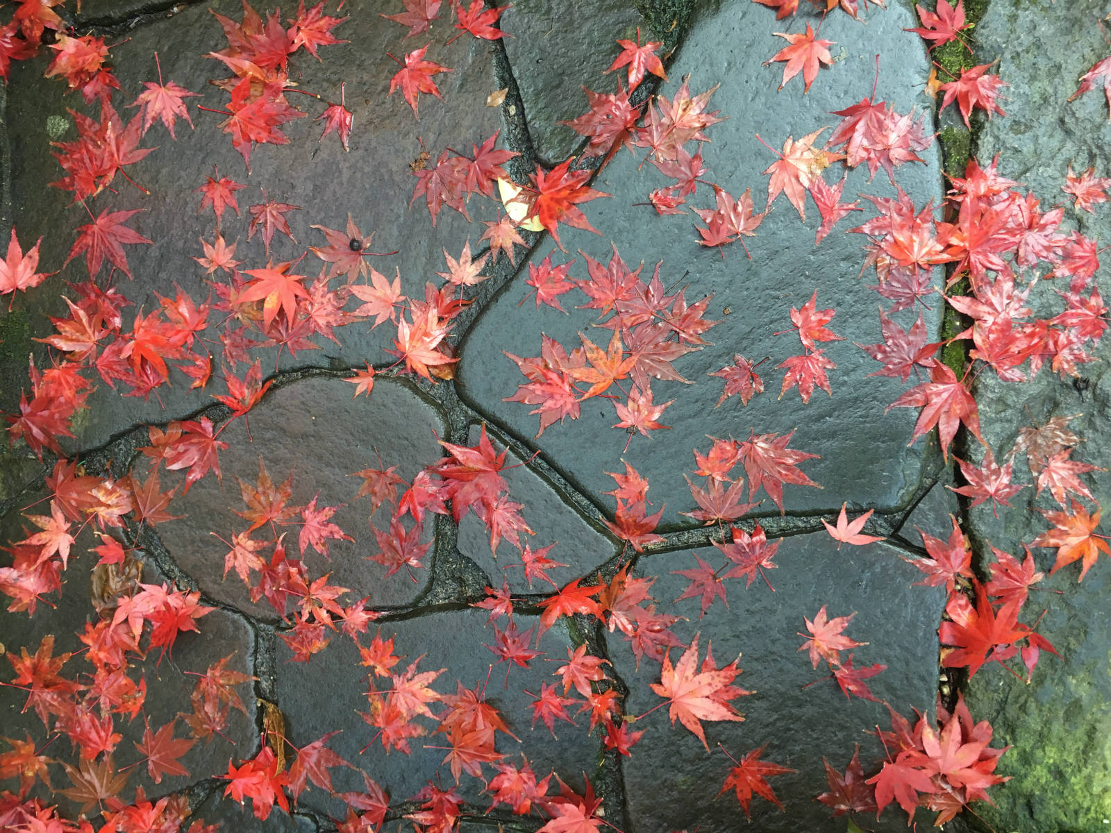 Solve Kaede (Japanese maple tree) leaves on the ground jigsaw puzzle ...