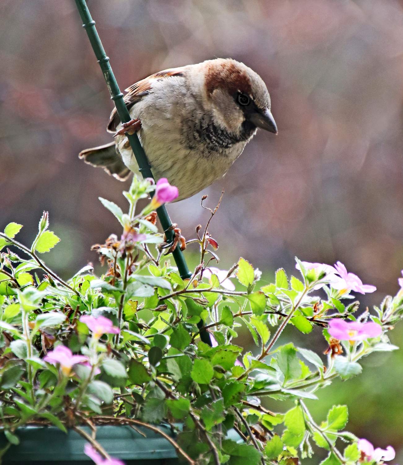Solve Sparrow jigsaw puzzle online with 224 pieces