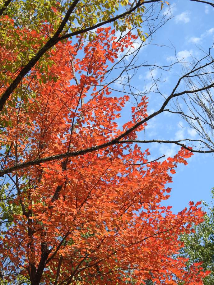 Solve October jigsaw puzzle online with 12 pieces